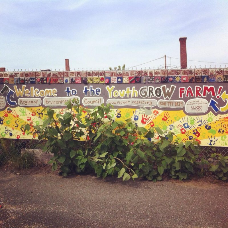 10 Great Reasons to Shop at Worcester's Community Farmers Markets ...